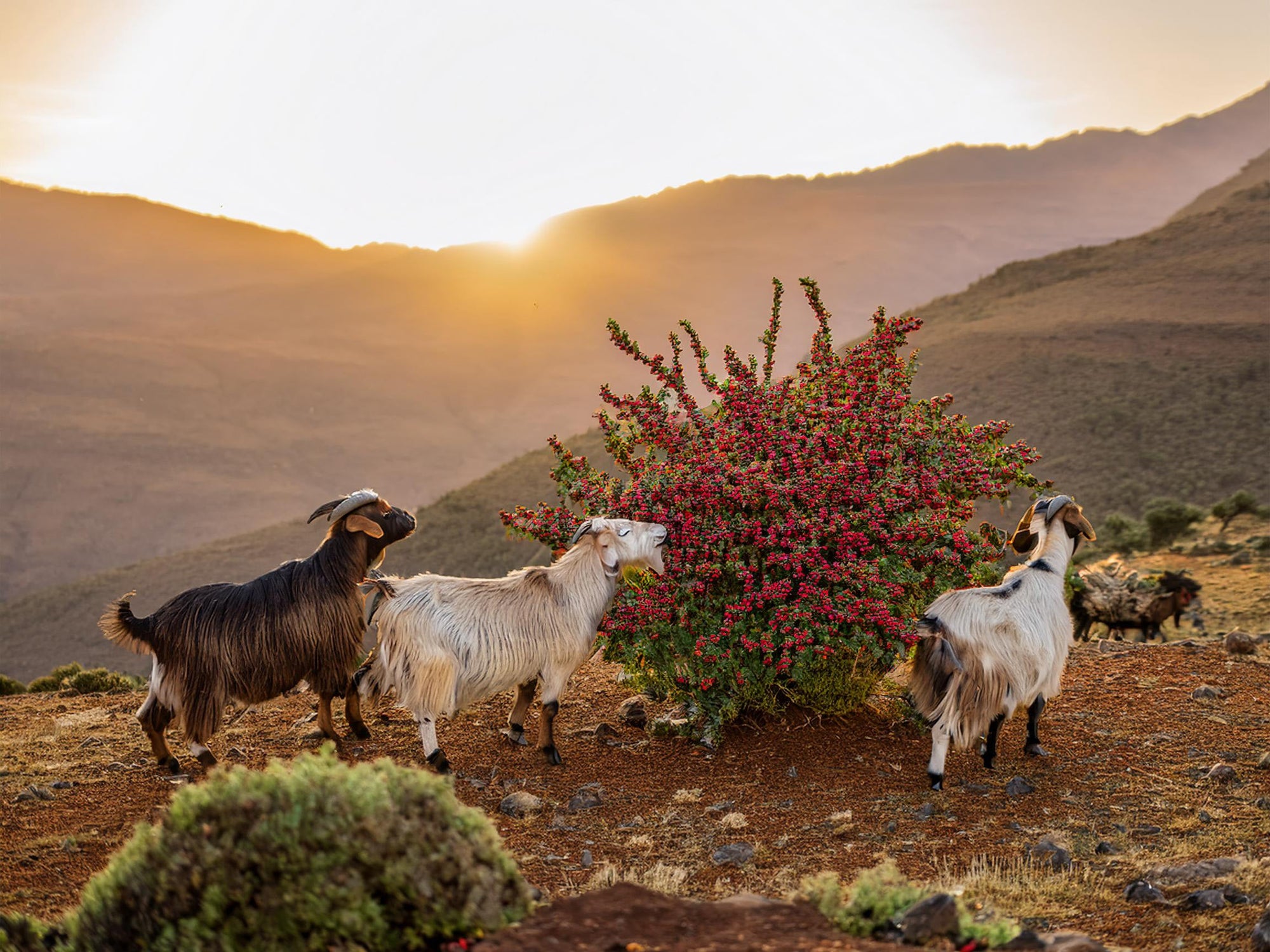 How Was Coffee Discovered? The Legend of the Dancing Goat.